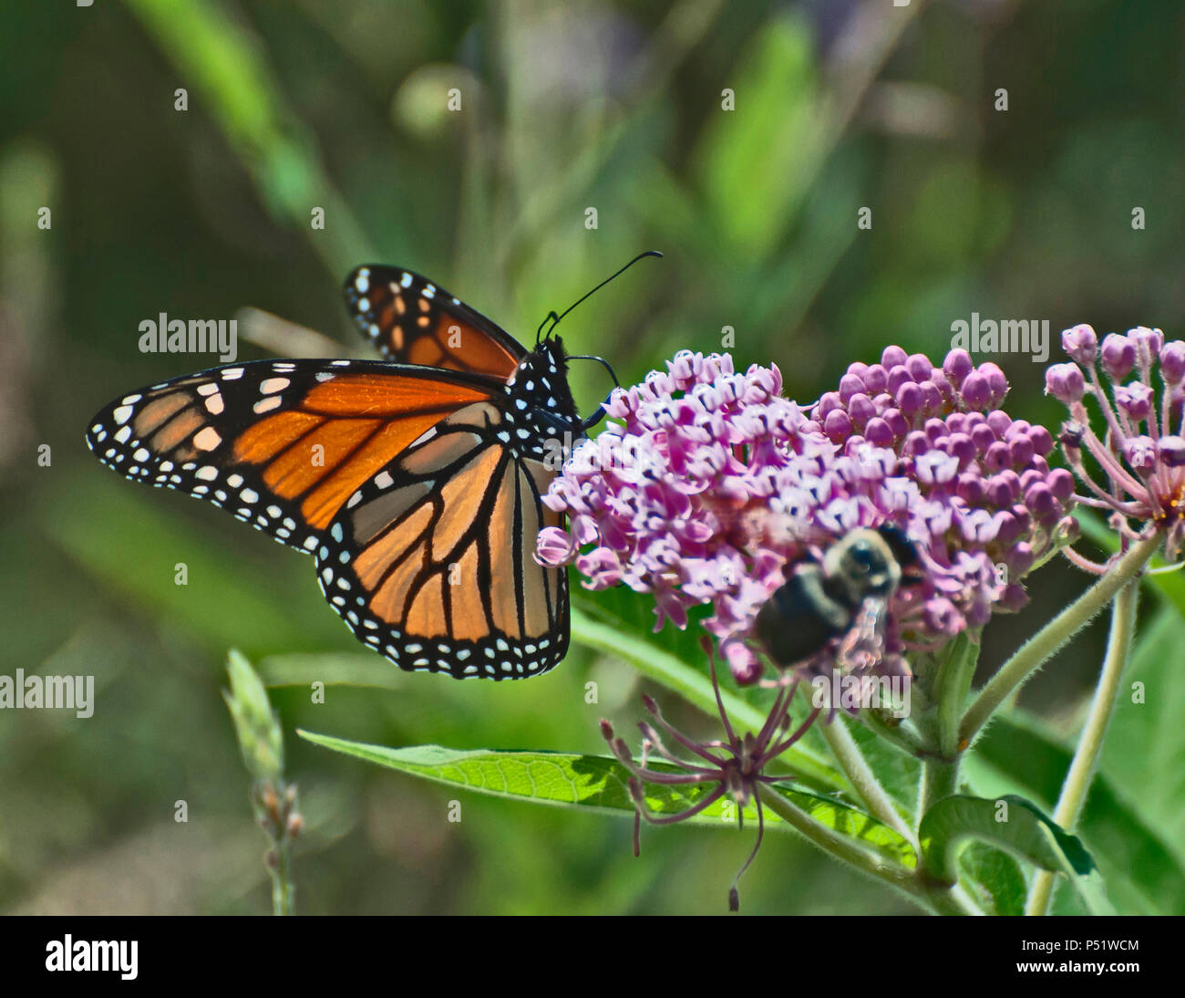 Monarch butterfly eating hi-res stock photography and images - Alamy