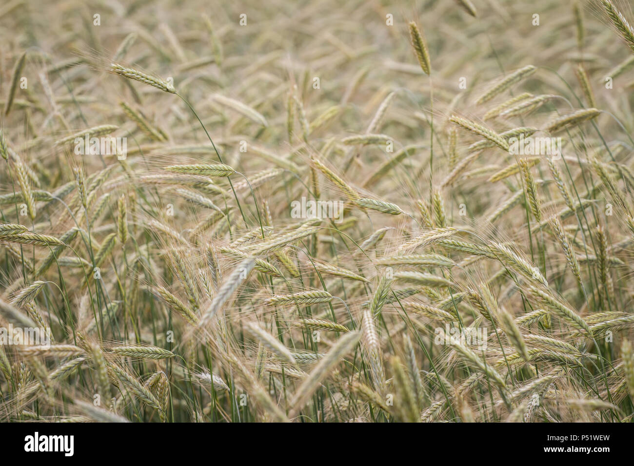 Corn field in the summer Stock Photo - Alamy