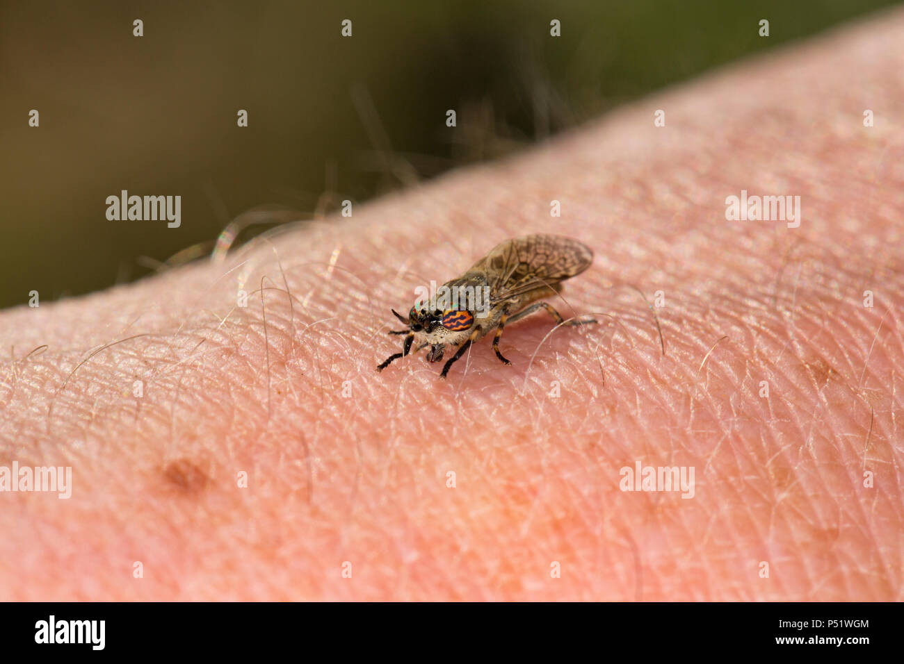 A horsefly, family Tabanidae, biting into human flesh. Lancashire ...
