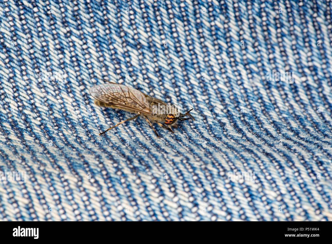 Insect Bite Stock Photos & Insect Bite Stock Images - Alamy