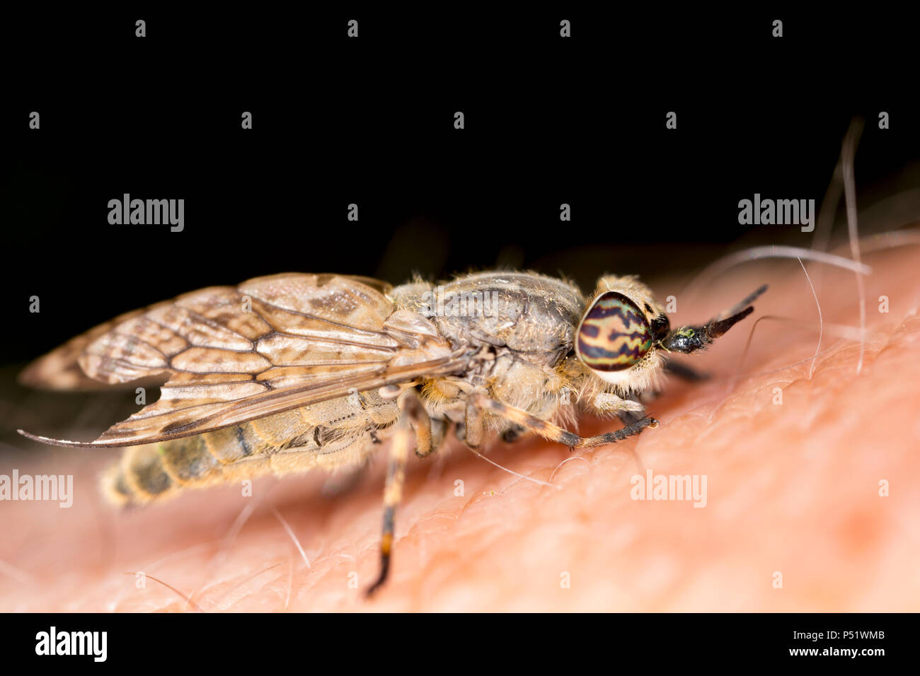 Mn Flying Bug Furry Belly