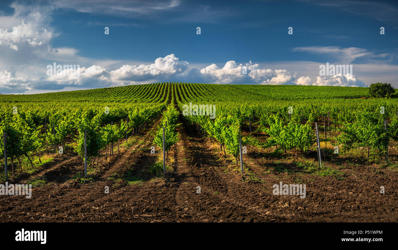 Growing vineyard and cloudy sky landscape Stock Photo - Alamy