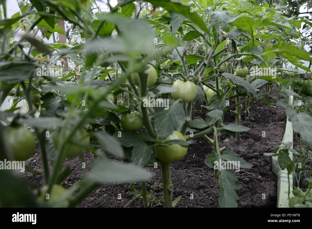 Agricultural tomato farm in a modern greenhouse with green tomatoes ...