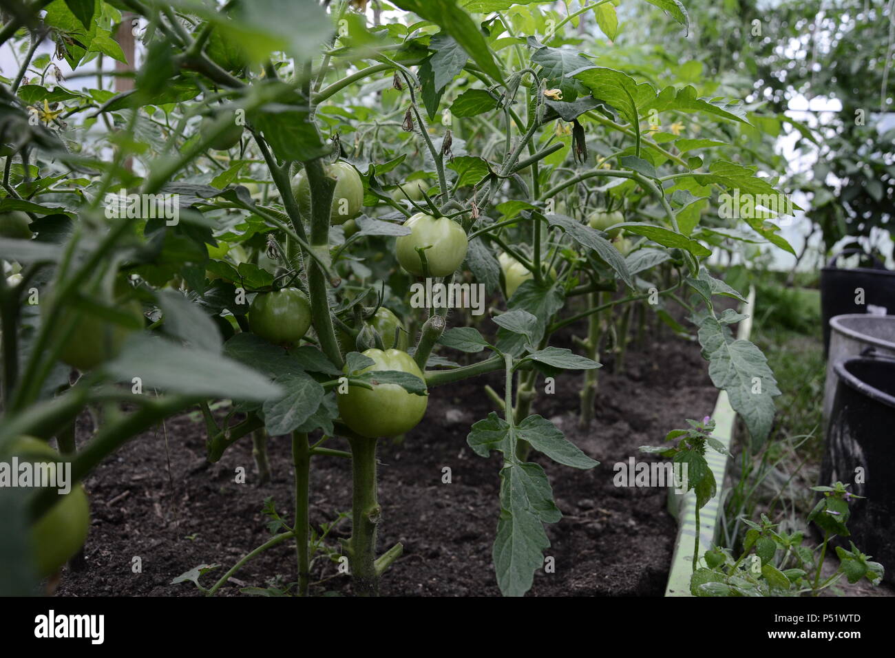 Agricultural tomato farm in a modern greenhouse with green tomatoes ...