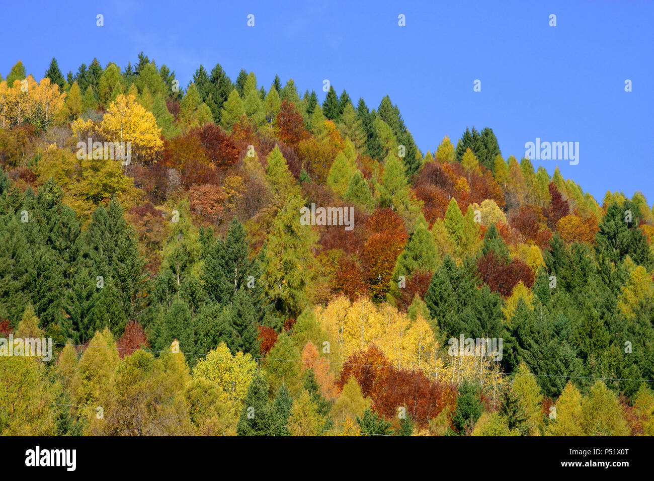 Colors of autumn on the mountains Stock Photo - Alamy