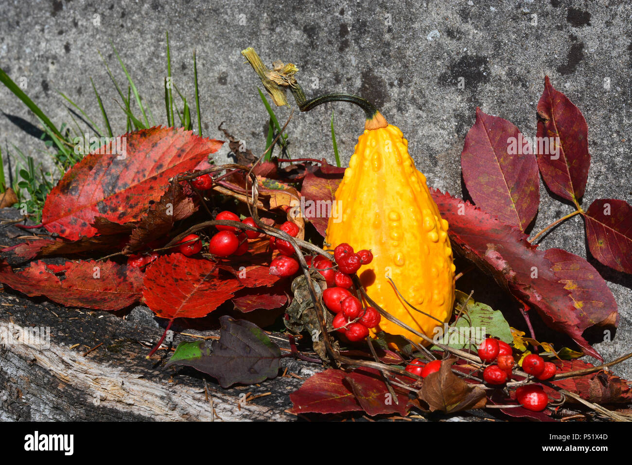 the colors of autumn Stock Photo - Alamy