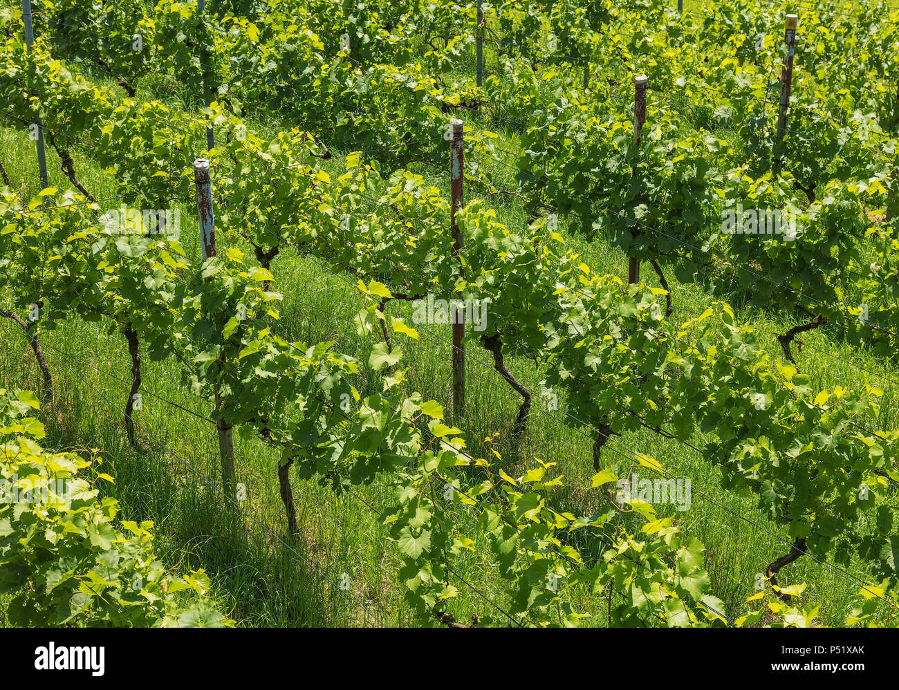 A small vineyard in Switzerland at the end of June. The picture was ...