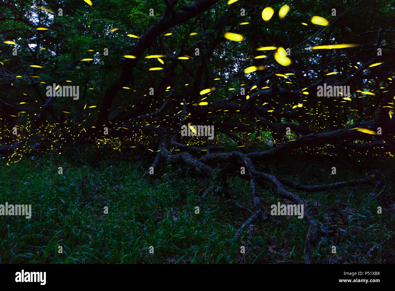 Glow worm firefly hi-res stock photography and images - Alamy