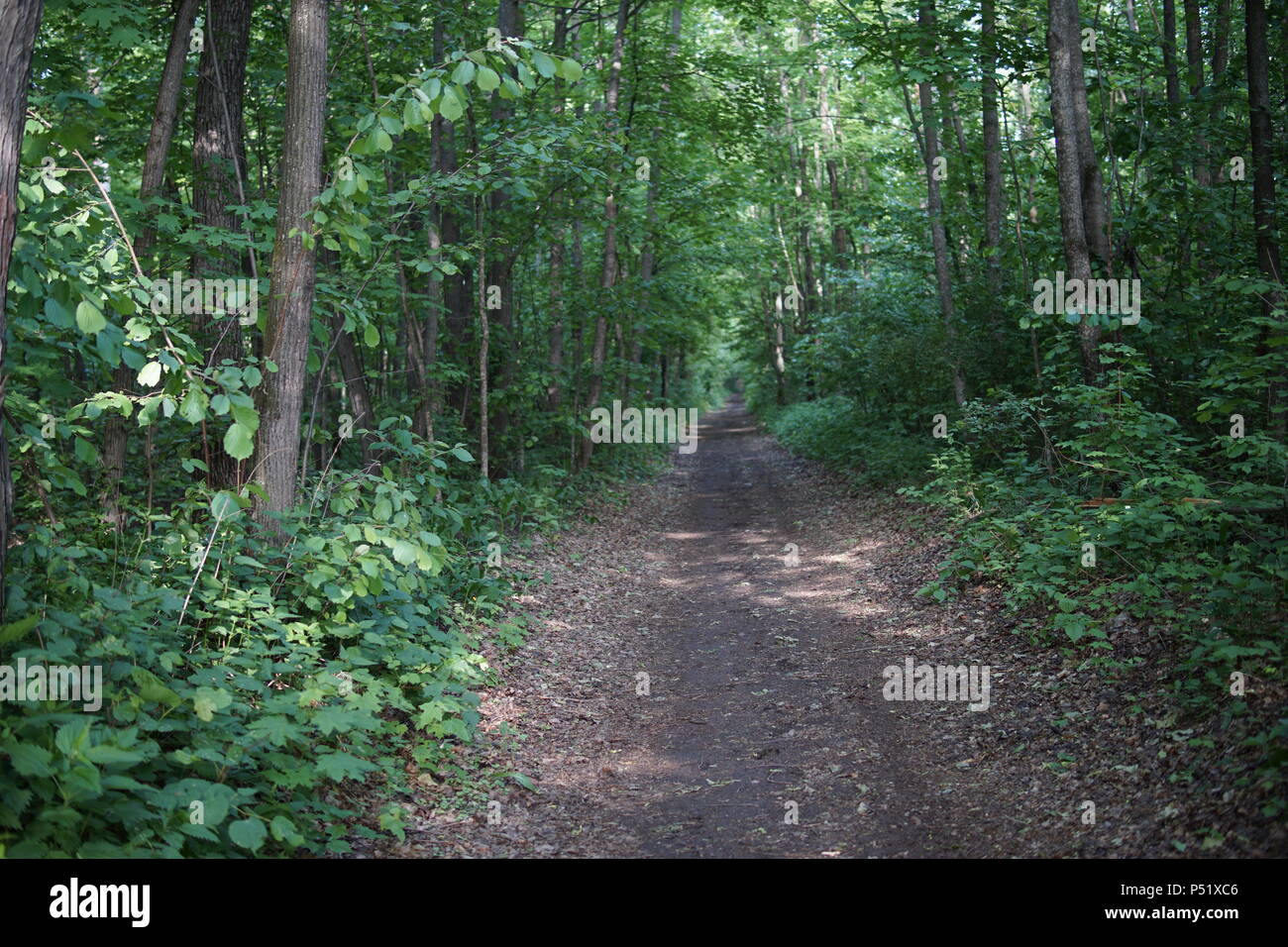 The forest trail in the beginning of the summer Stock Photo - Alamy