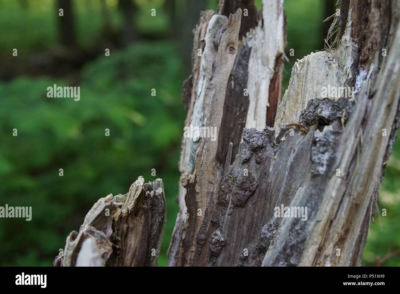 Tree fragment hi-res stock photography and images - Alamy