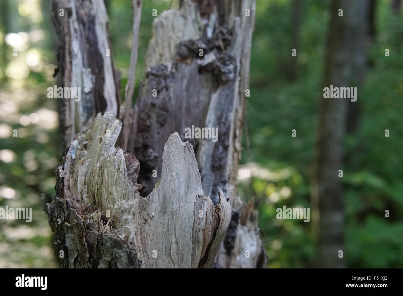 Tree fragment hi-res stock photography and images - Alamy