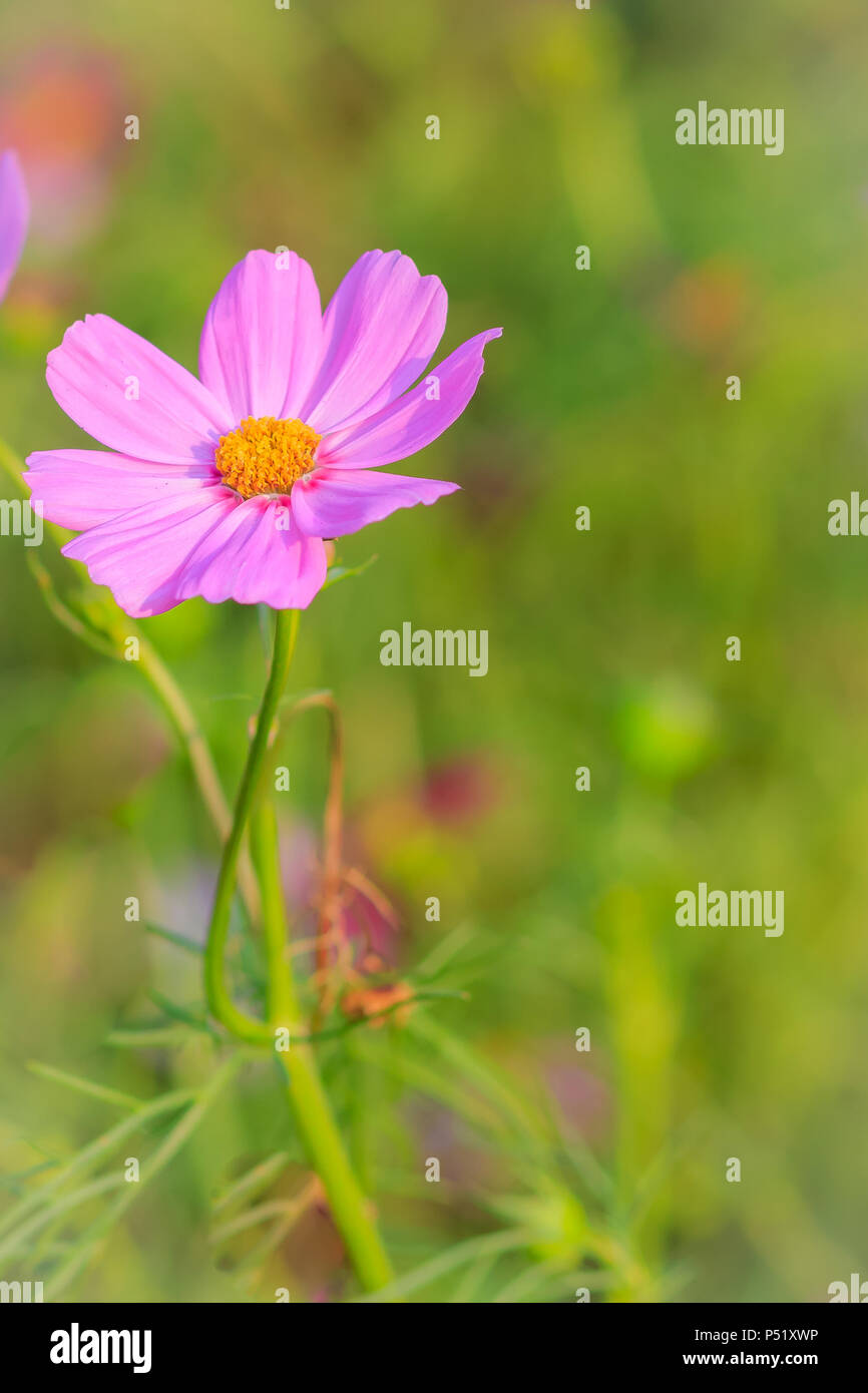 Beautiful pink cosmos flower in green background Stock Photo - Alamy