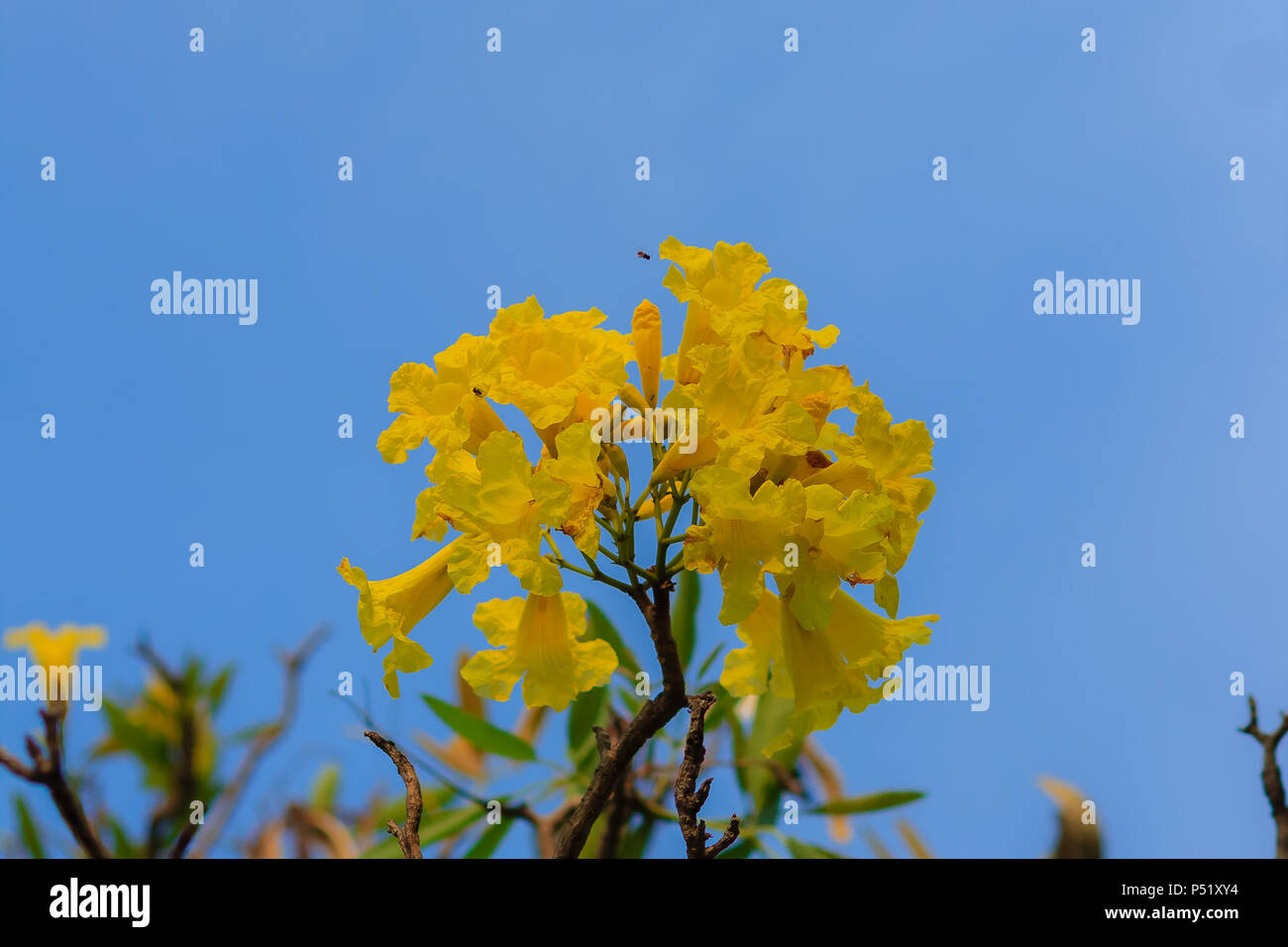 Closeup beautiful yellow flower of silver trumpet tree (tree of gold ...