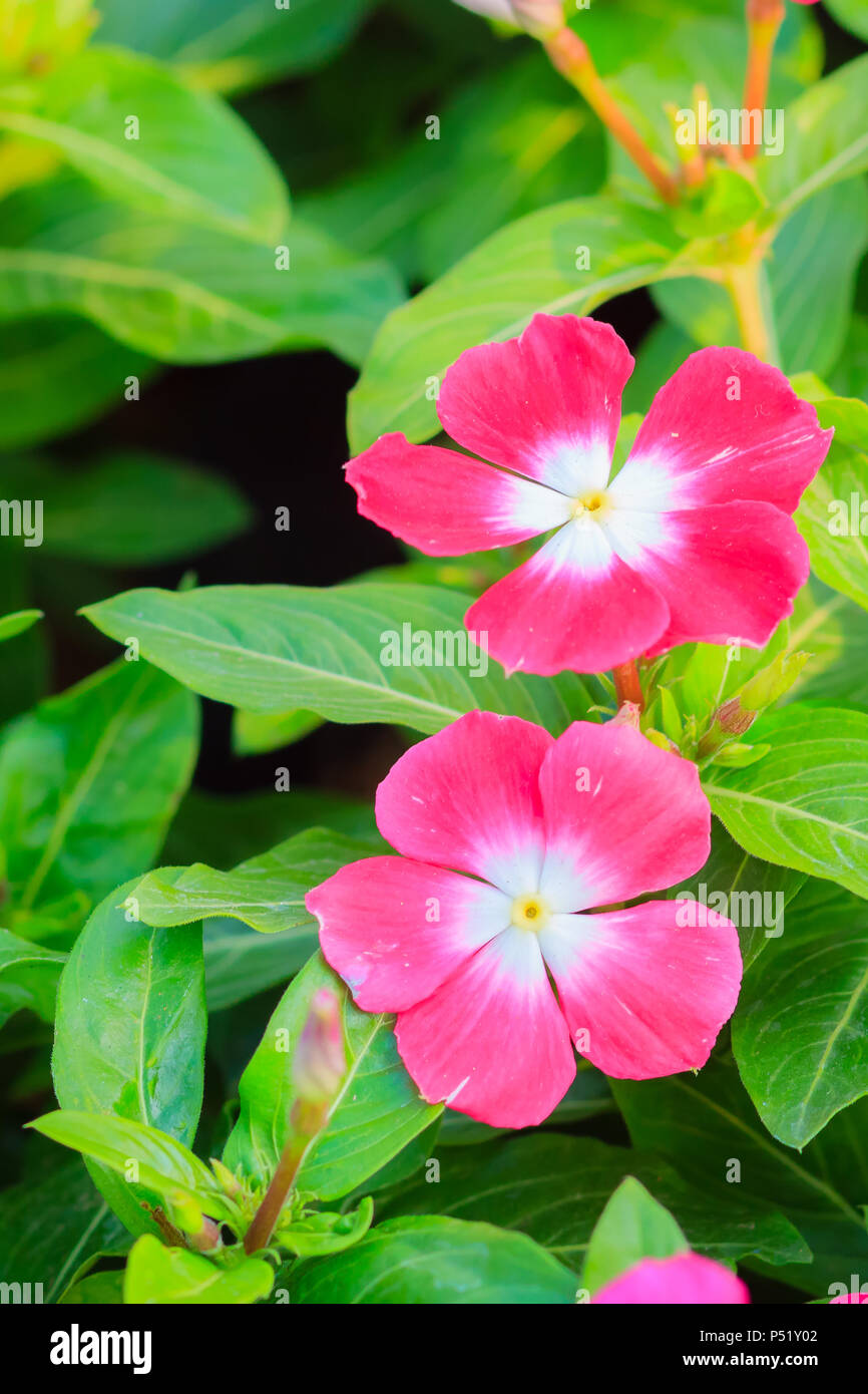 Rosy Periwinkle High Resolution Stock Photography and Images - Alamy