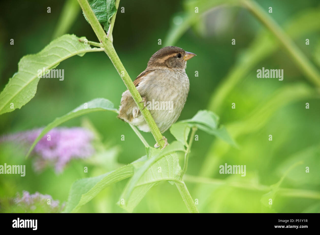Young sparrow hi-res stock photography and images - Alamy