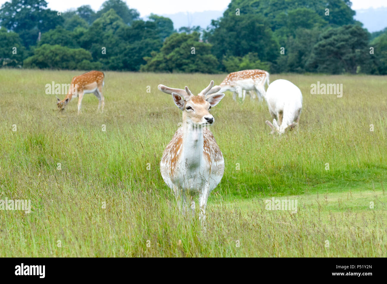 Knole park hi-res stock photography and images - Alamy
