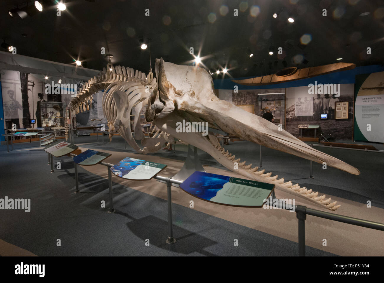 Sperm whale skeleton hi-res stock photography and images - Alamy