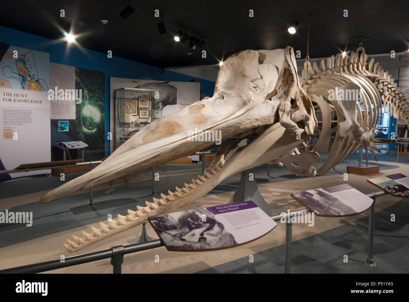 Sperm whale skeleton hi-res stock photography and images - Alamy