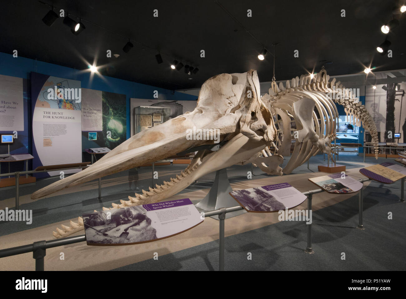 Sperm whale skeleton hi-res stock photography and images - Alamy