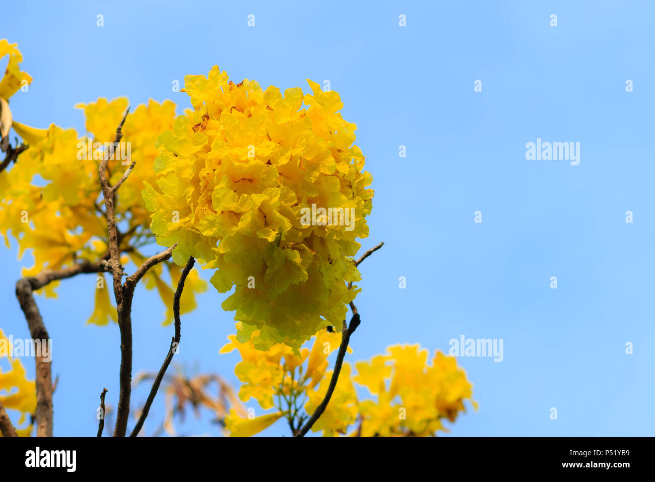 Beautiful tabebuia argentea flower hi-res stock photography and images ...
