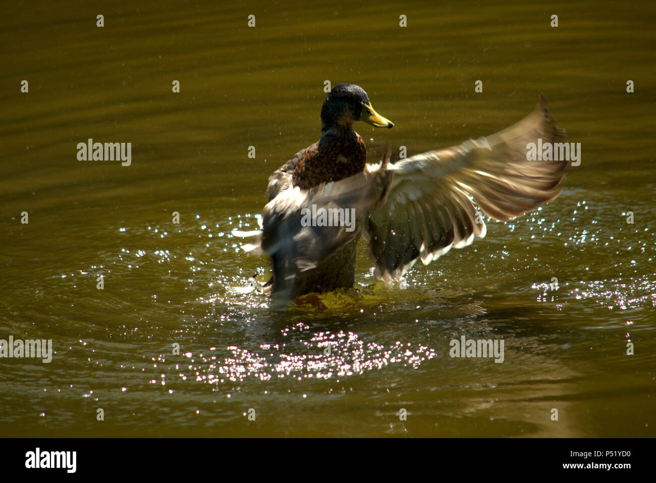 Male Mallard duck splashing in water Stock Photo - Alamy