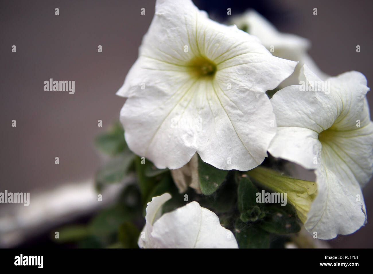 Beautiful white Petunia flowers in flowerbed closeup Stock Photo - Alamy