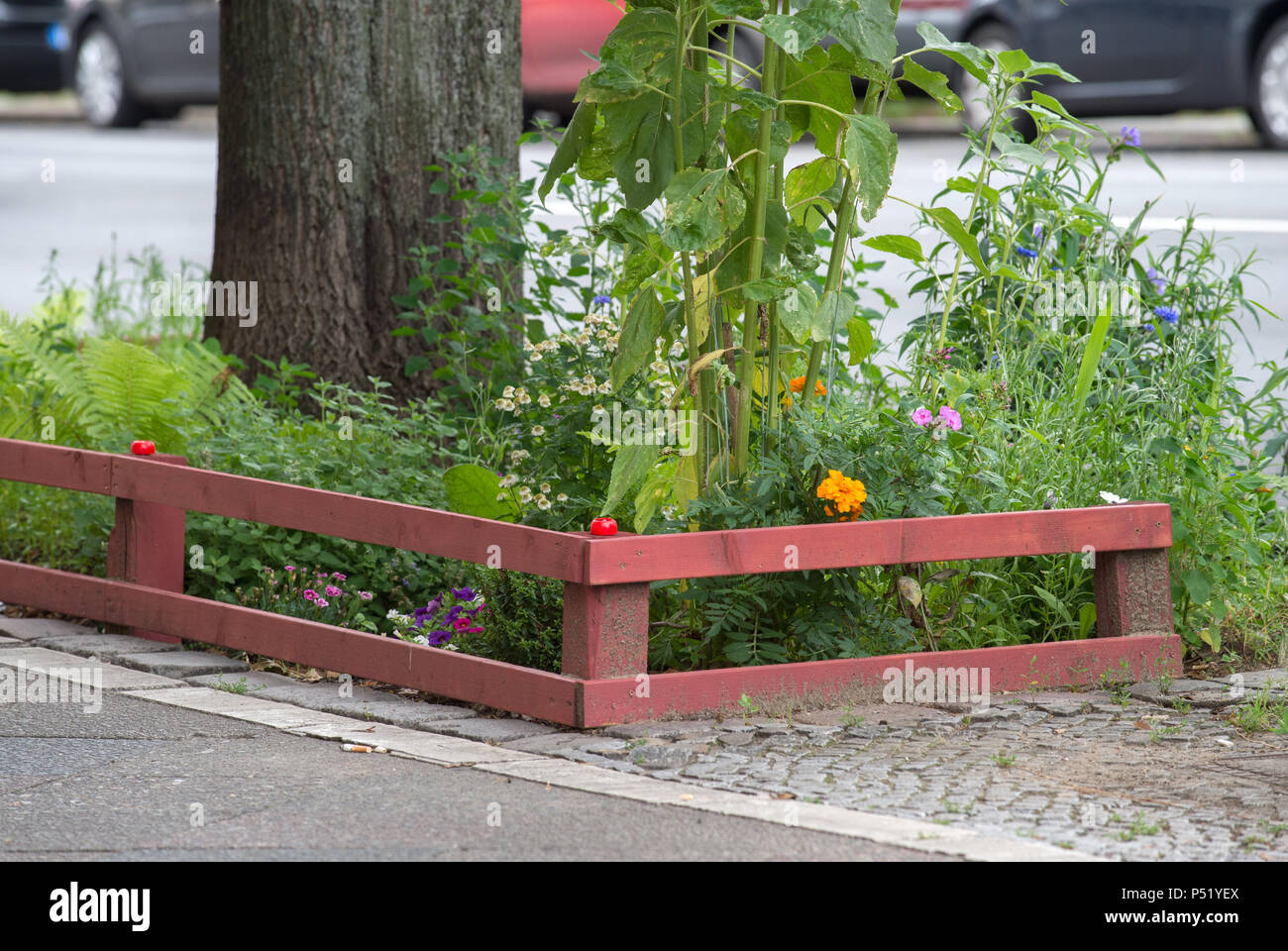 Planted and cultivated tree slice Stock Photo - Alamy