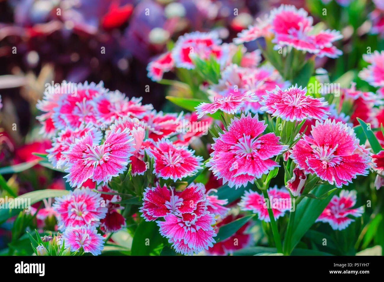 Beautiful Background of blooming Snowfire, China Doll, China Pink ...