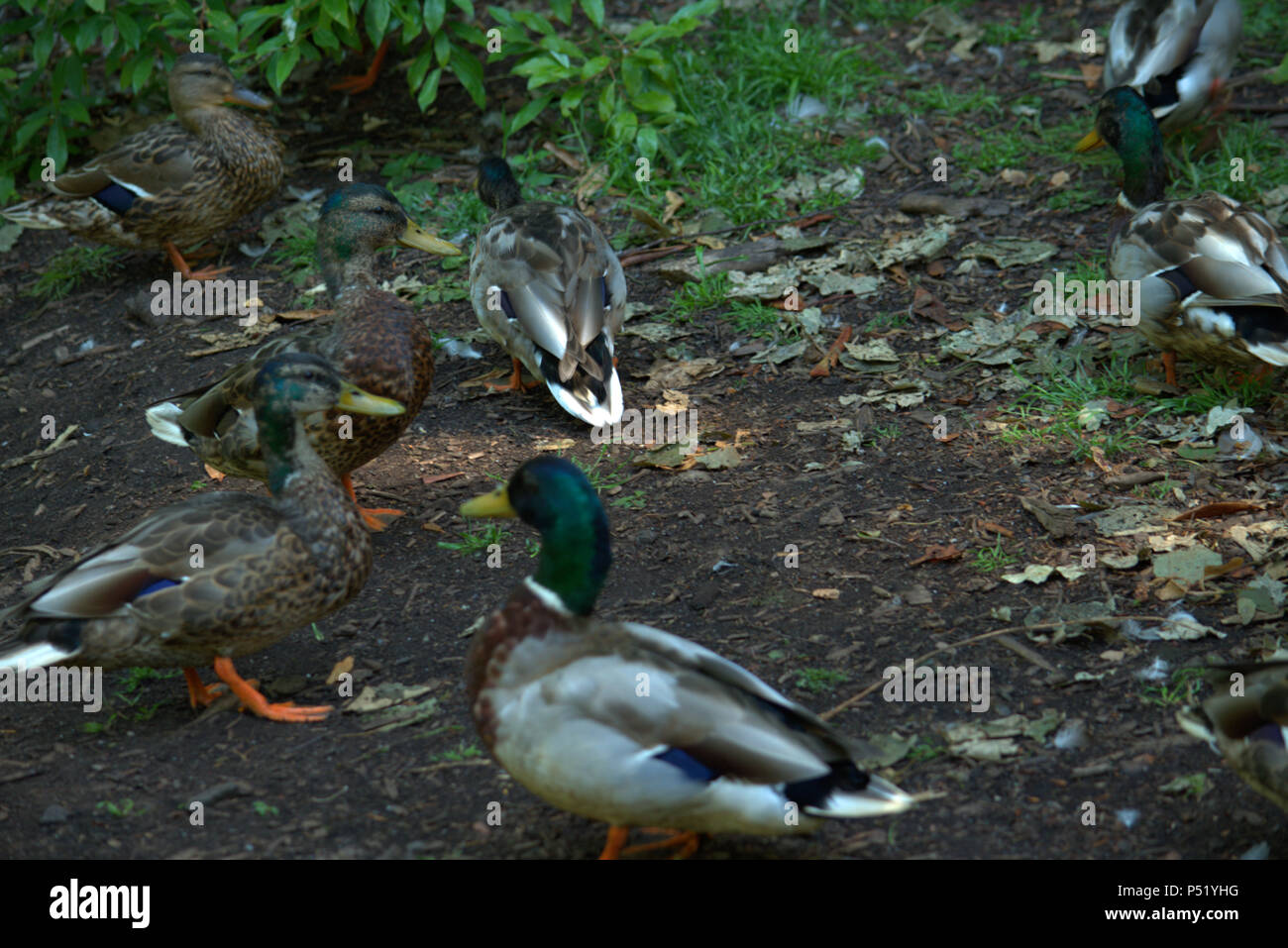Mallard ducks at the lakeside Stock Photo - Alamy