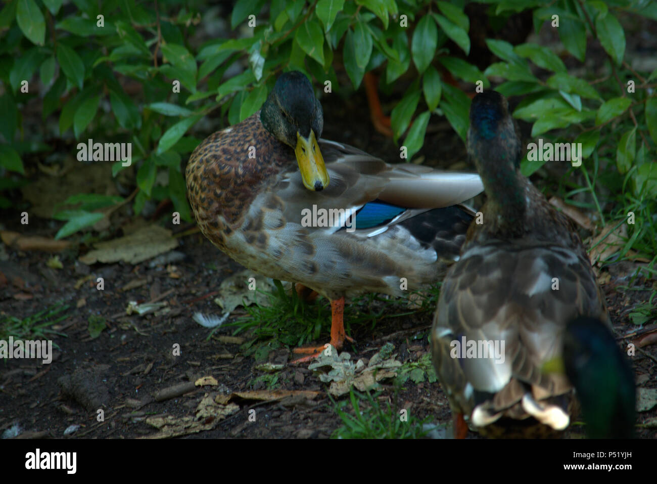 Mallard ducks at the lakeside Stock Photo - Alamy
