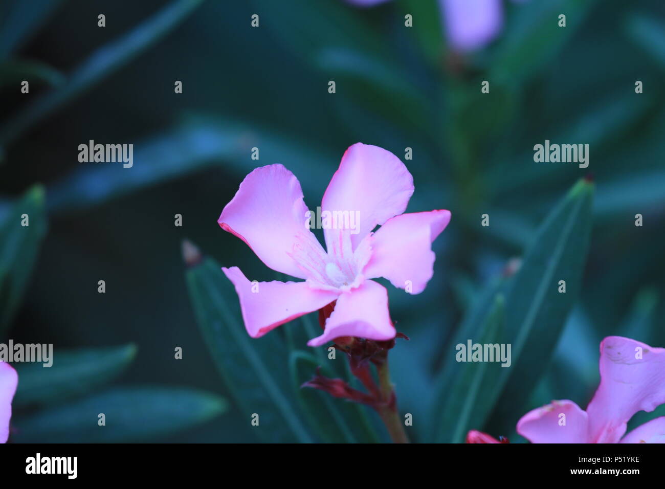 Beautiful pink flowers Stock Photo - Alamy