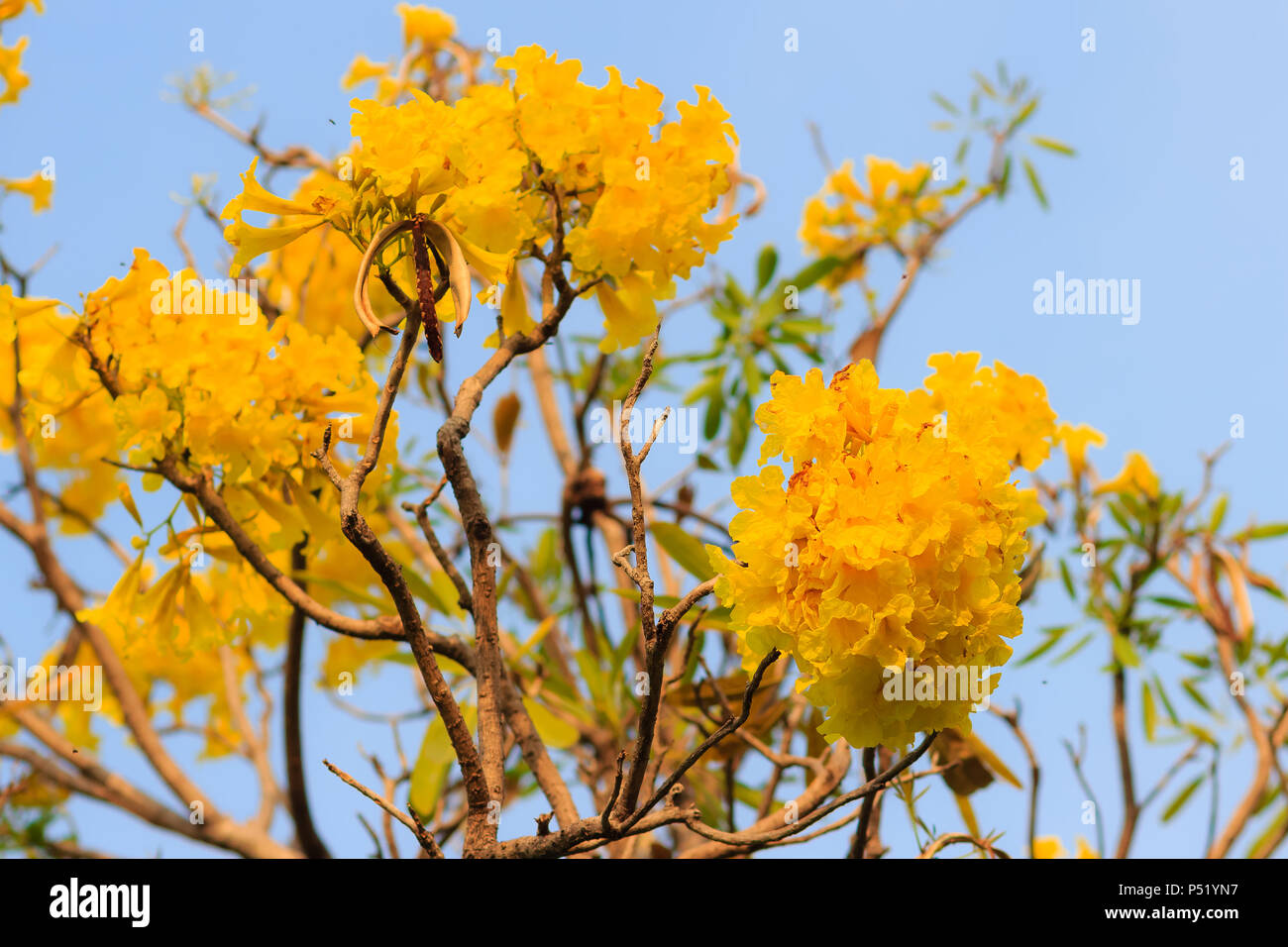 Beautiful tabebuia argentea flower hi-res stock photography and images ...