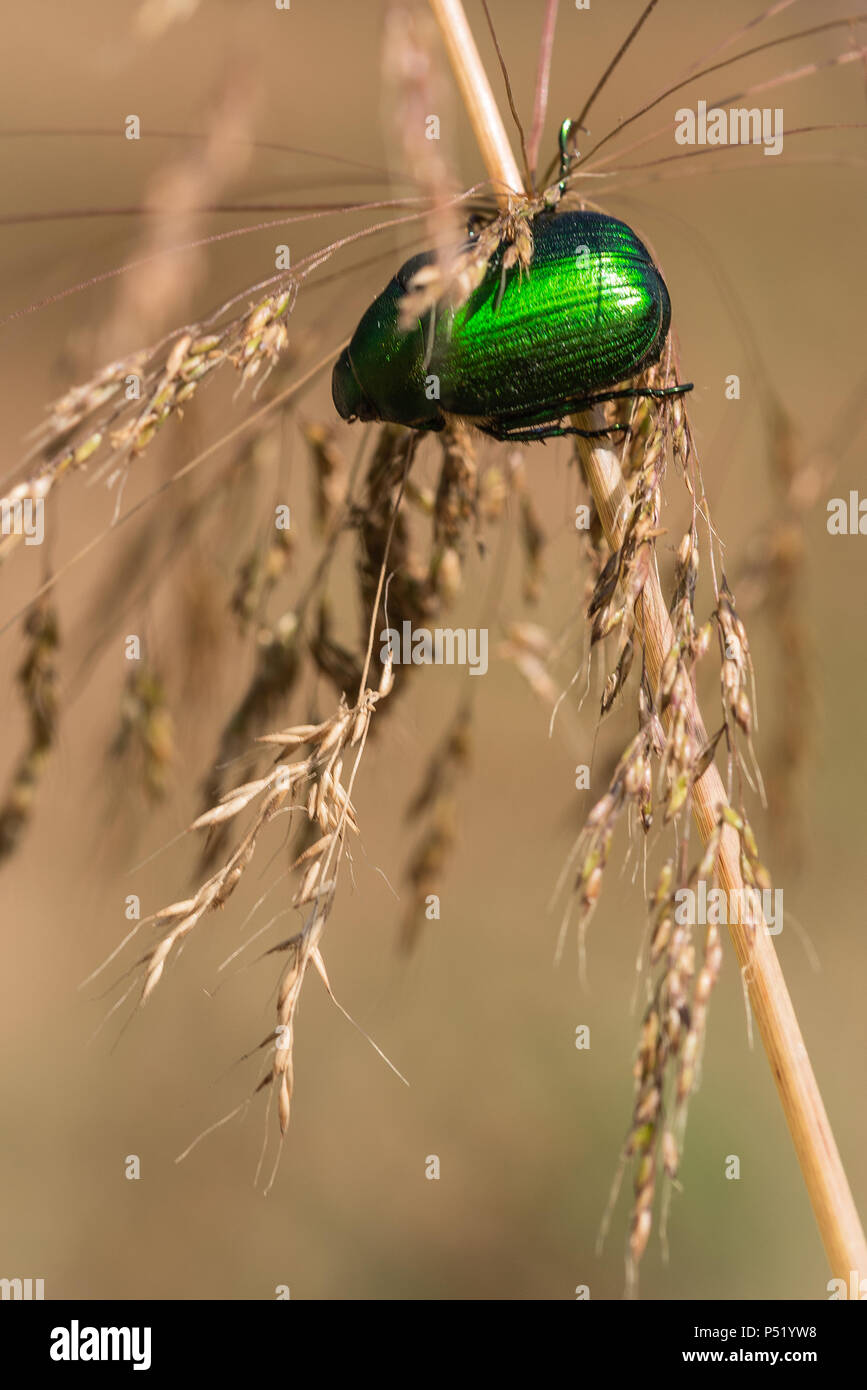 Bettle hi-res stock photography and images - Alamy