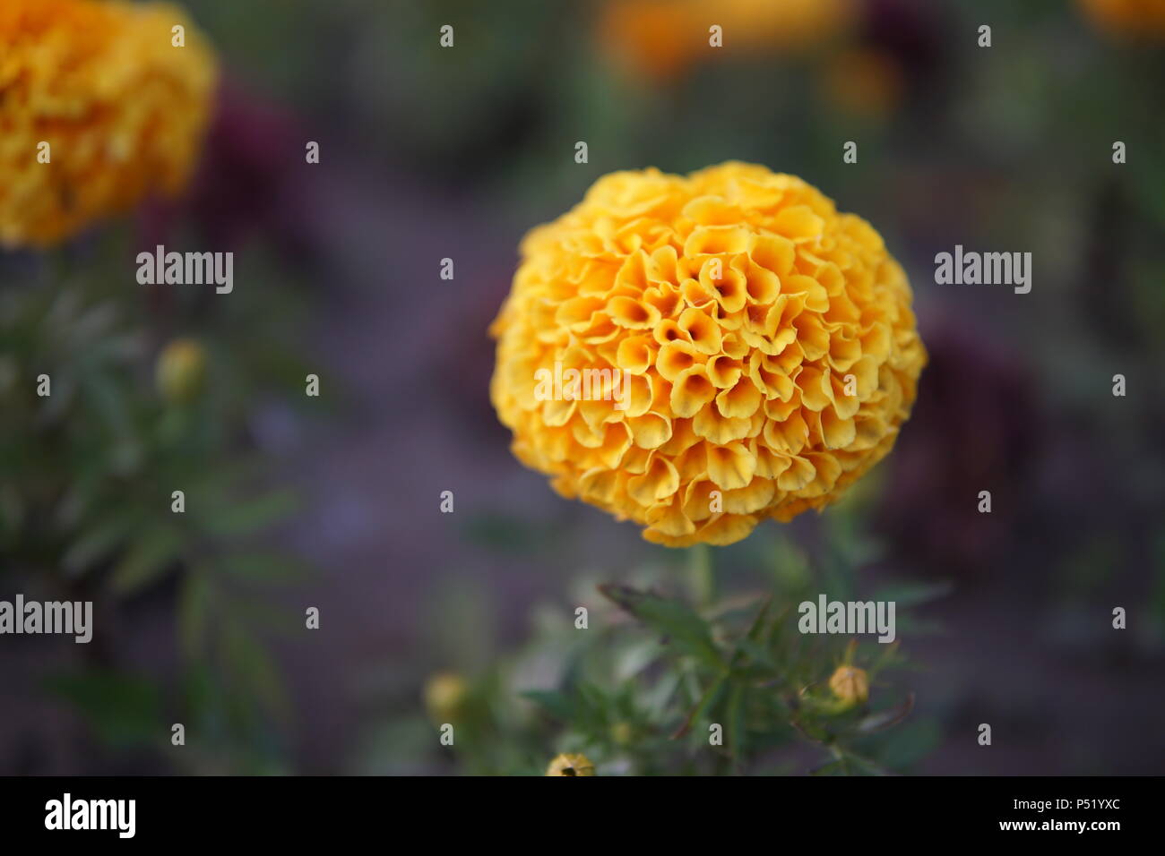 Tagetesingarden hi-res stock photography and images - Alamy