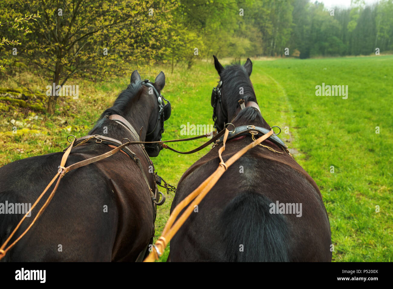Pritzhagen, Brandenburg, Germany - carriage ride from the perspective ...