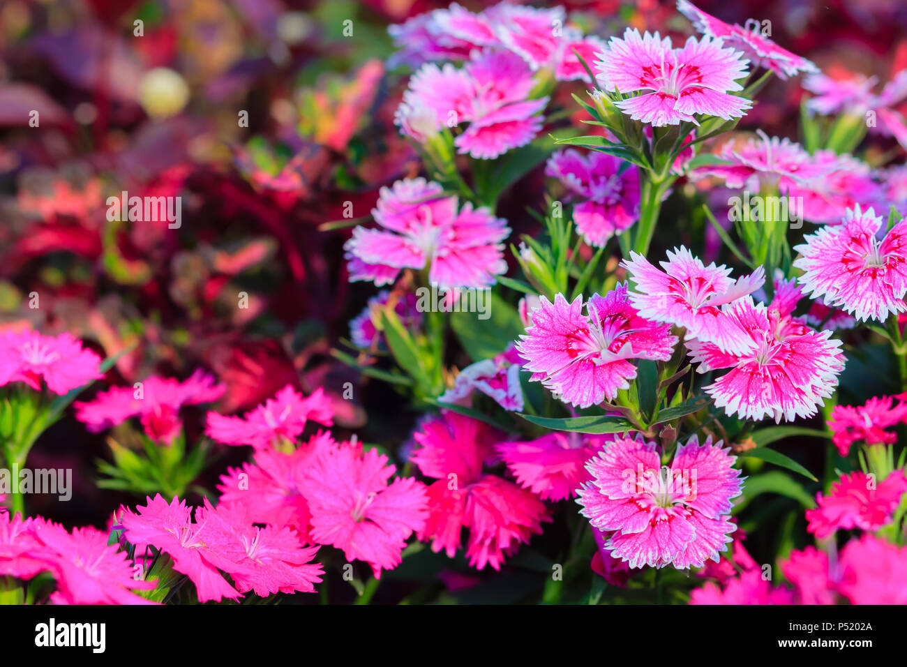 Beautiful Background of blooming Snowfire, China Doll, China Pink ...