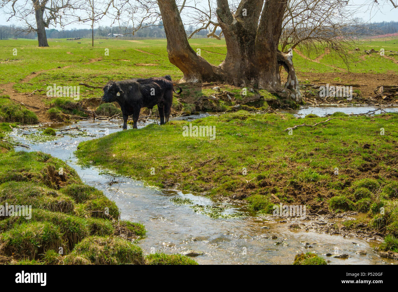 Black Cow in Opequon Creek, Opequon, Winchester, Virginia Stock Photo ...