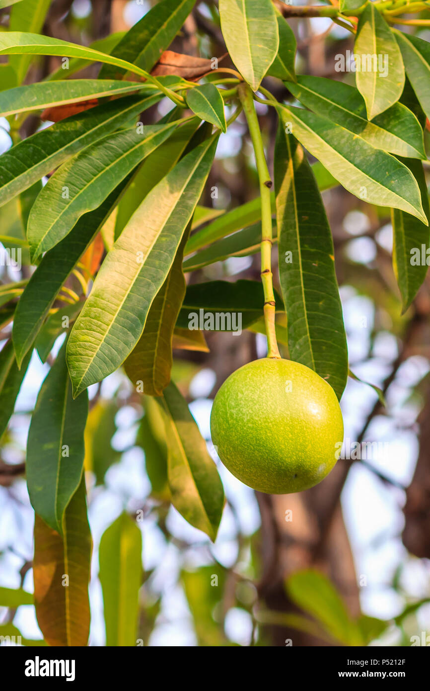 Green Suicide tree, Pong-pong, Othalanga (Cerbera oddloam) fruit on ...