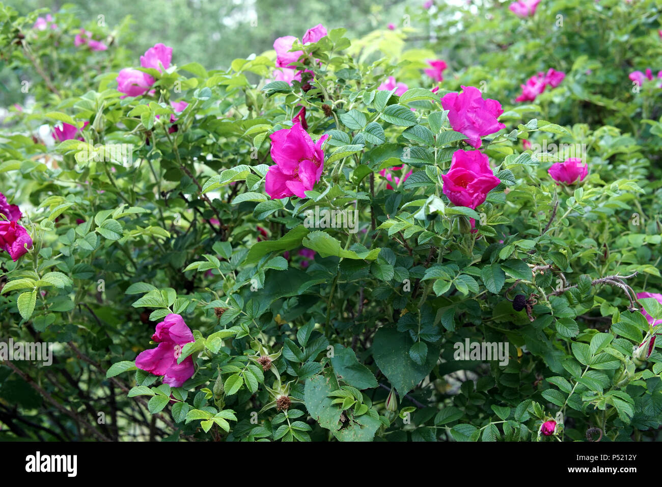 Beautiful red wild rose bush flowers closeup Stock Photo - Alamy