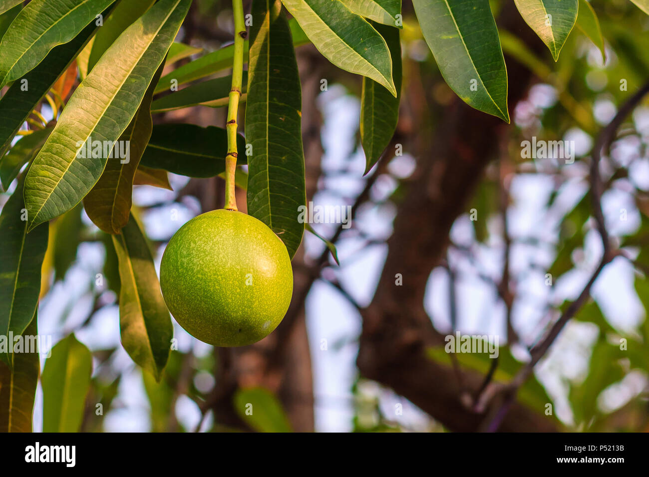Green Suicide tree, Pong-pong, Othalanga (Cerbera oddloam) fruit on ...