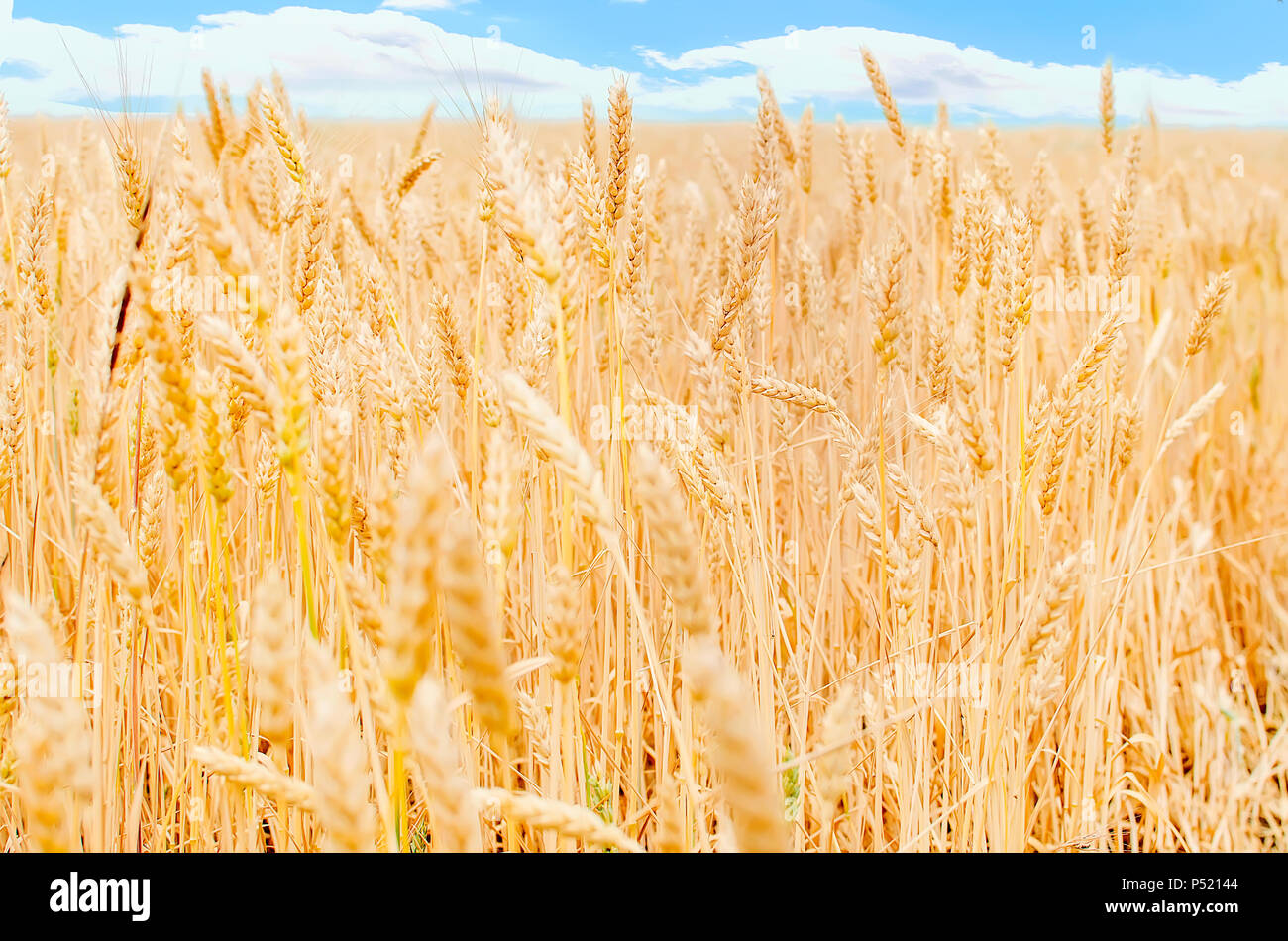 wheat field with rye wheat, ears of gold, a symbol of fertility, wealth ...