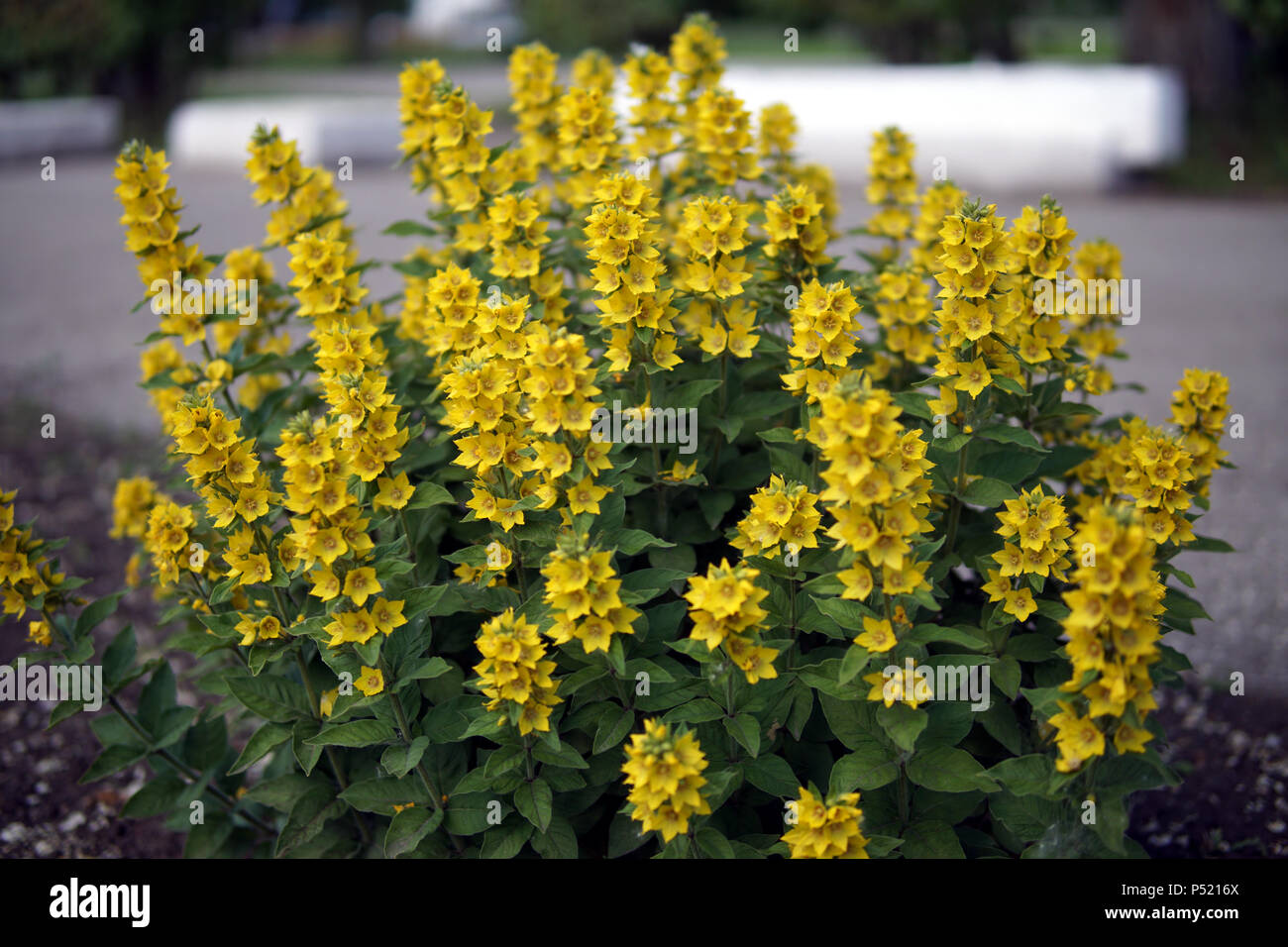 Greybackground hi-res stock photography and images - Alamy