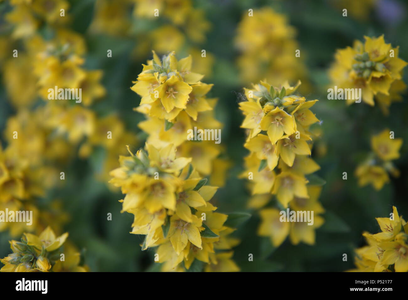 Nevertheless common hi-res stock photography and images - Alamy