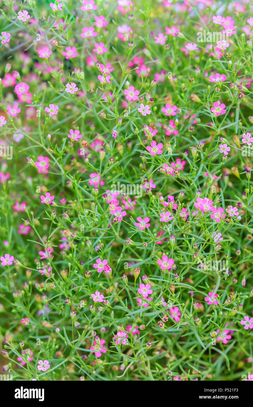 Gypsophila rosea hi-res stock photography and images - Alamy