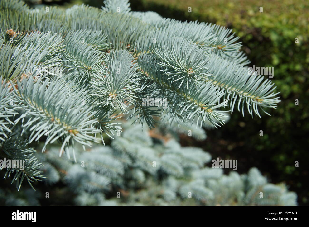 Blue spruce in the park hi-res stock photography and images - Alamy