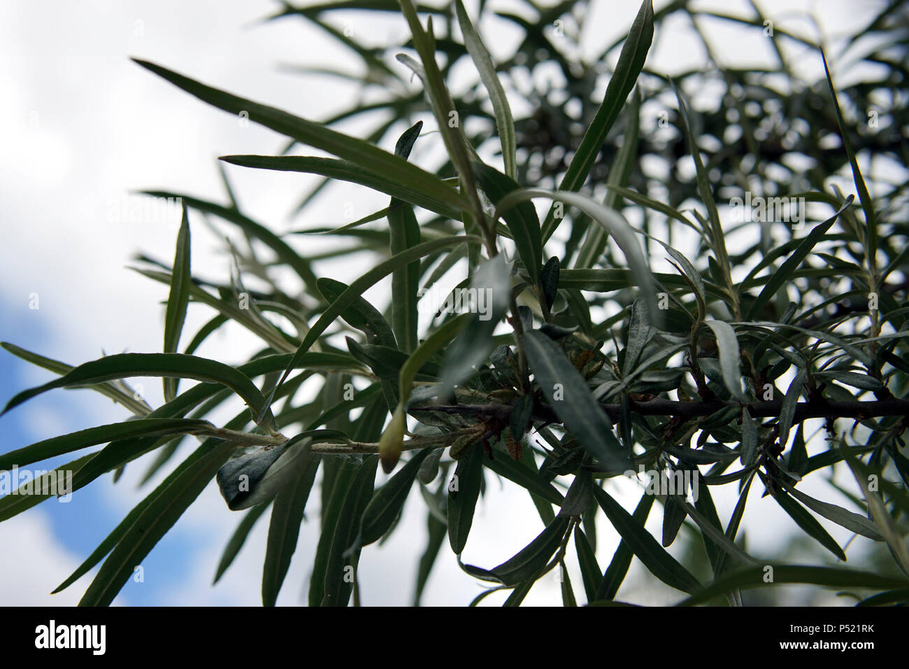 Sharp leaves hi-res stock photography and images - Alamy