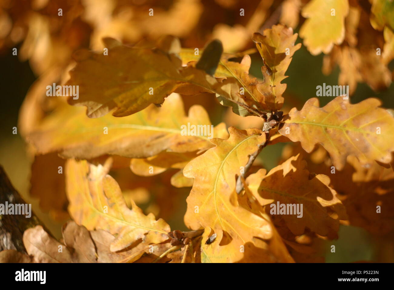 Golden Autumn oak leaves closeup Stock Photo - Alamy