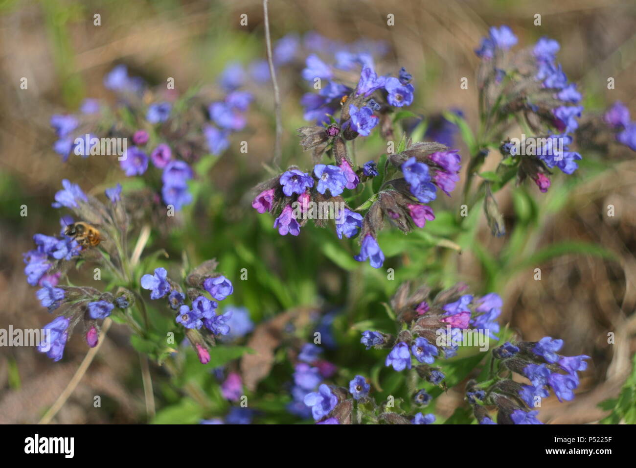 Beautiful early spring blue forest flowers closeup Stock Photo - Alamy