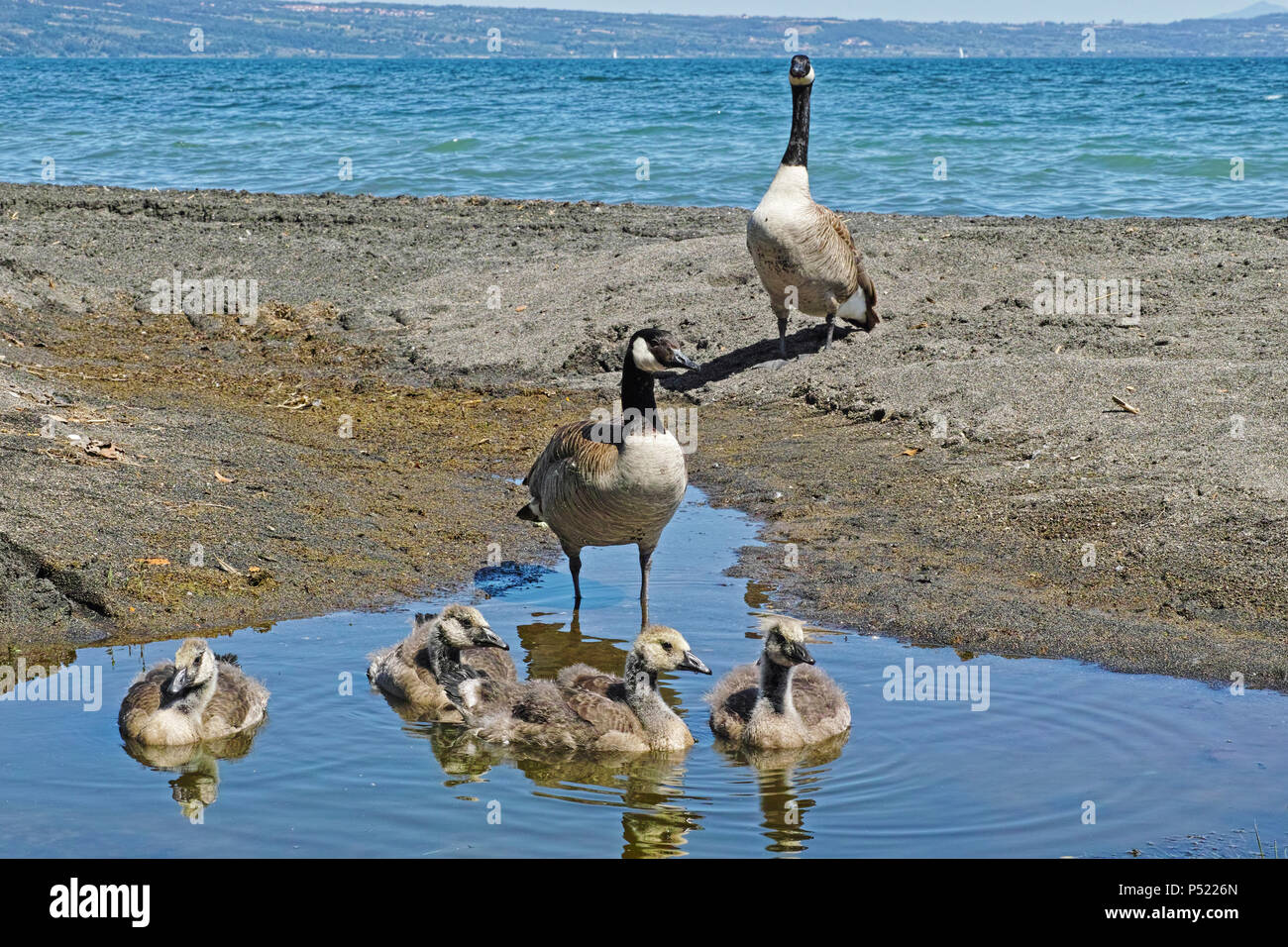 Canada goslings fly hi-res stock photography and images - Alamy