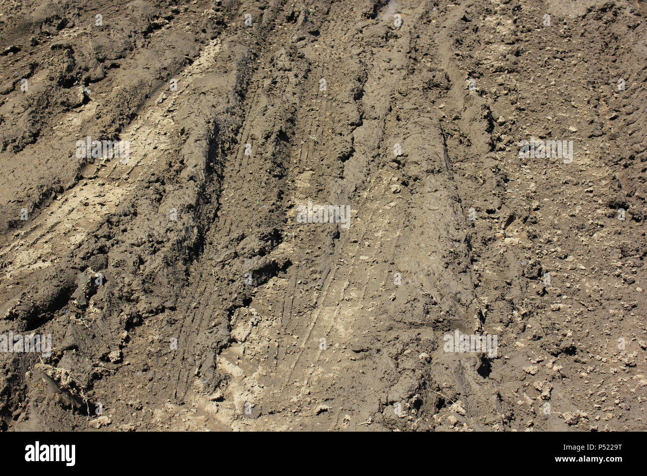 Tire tracks in the dried mud Stock Photo - Alamy